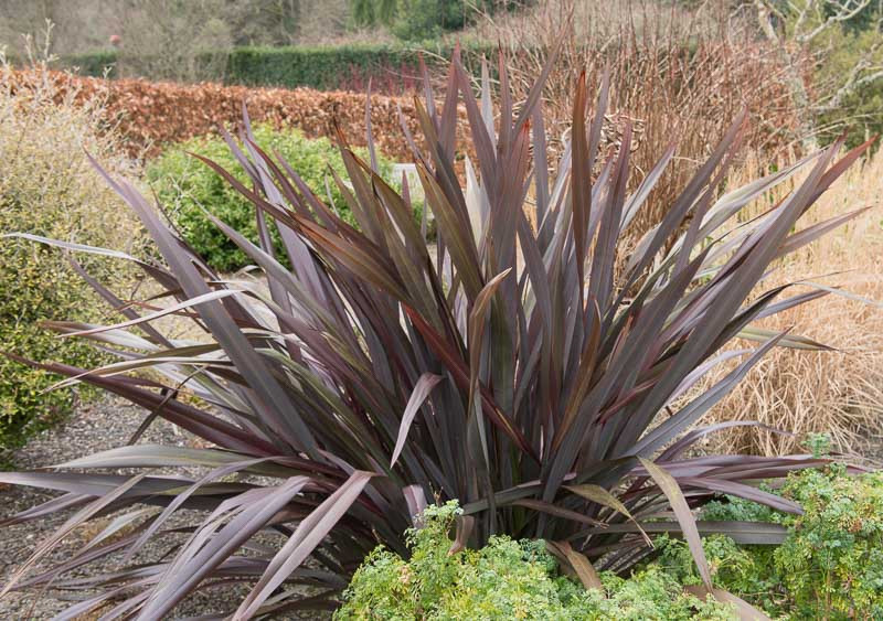 Phormium tenax 'All Black' (New Zealand Flax)