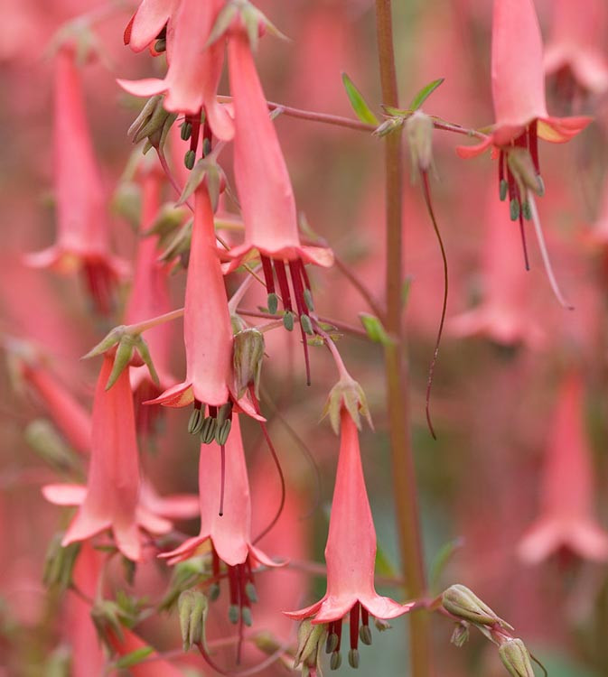Phygelius x rectus 'African Queen' (Cape Fuchsia)