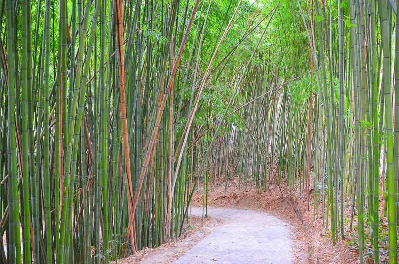 Phyllostachys bambusoides (Japanese Timber Bamboo)