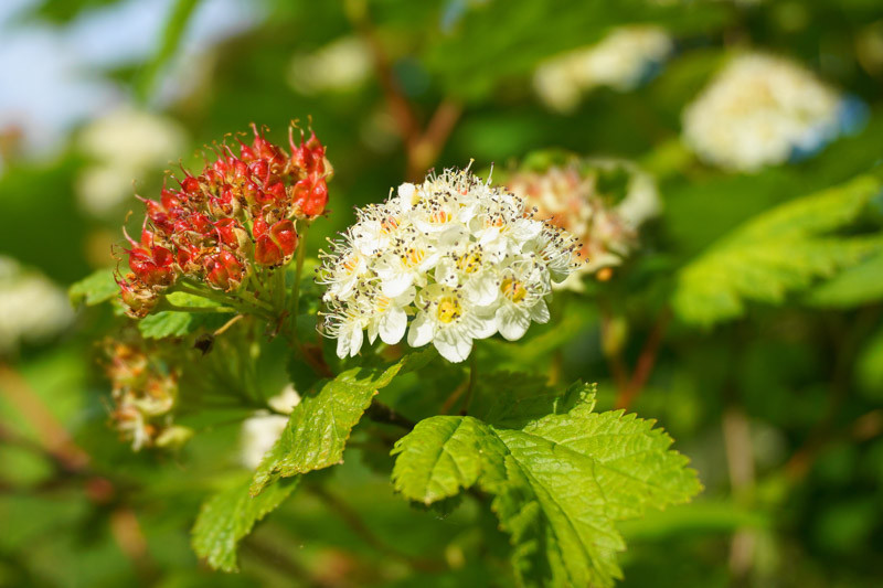Physocarpus capitatus (Pacific Ninebark)