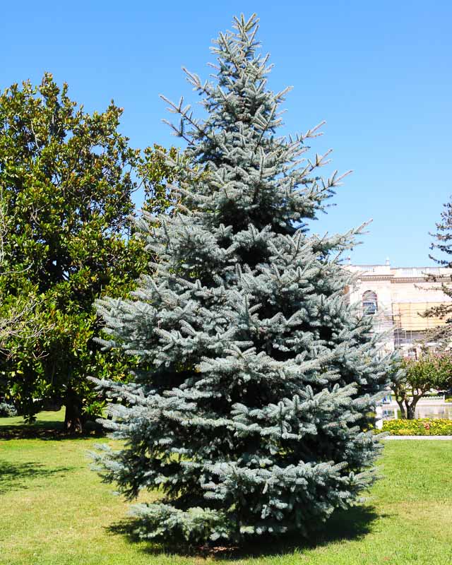 Picea pungens var. glauca (Blue Spruce)