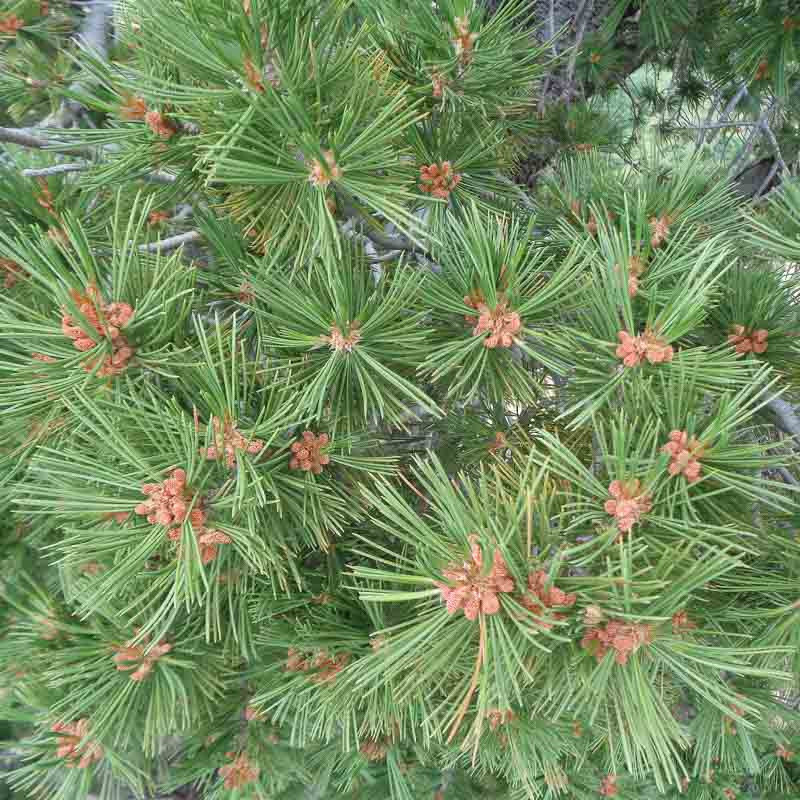 Limber Pine Needles