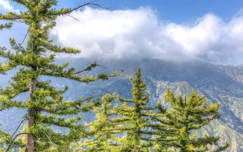 Pinus lambertiana (Sugar Pine)
