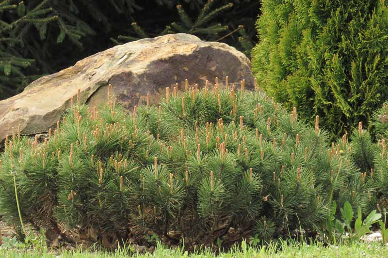 Pinus mugo 'Slowmound' (Mugo Pine)