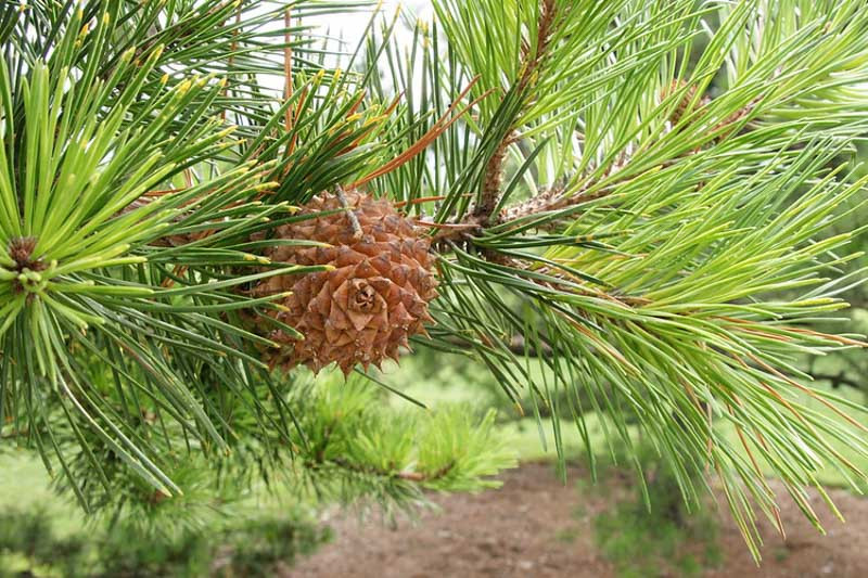 Pinus pungens (Table Mountain Pine)