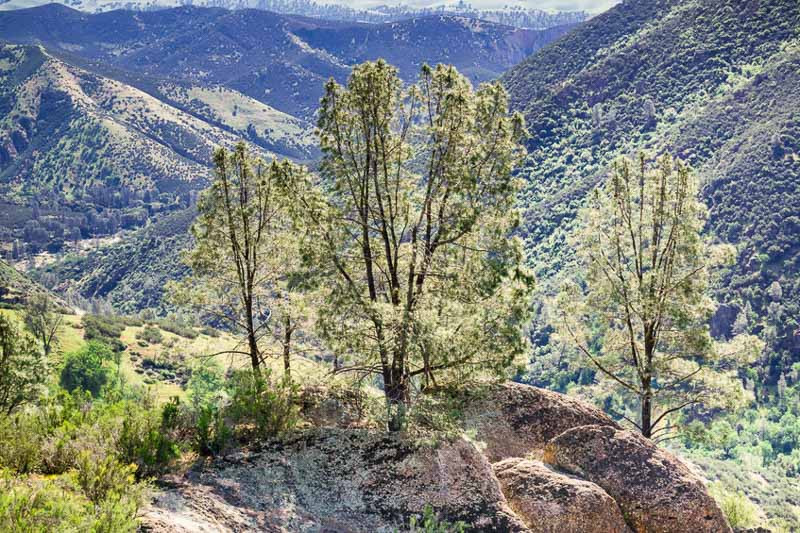 Pinus sabiniana (California Foothill Pine)