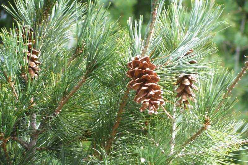 Eastern White Pine (Pinus strobus):Everything You Need To Know