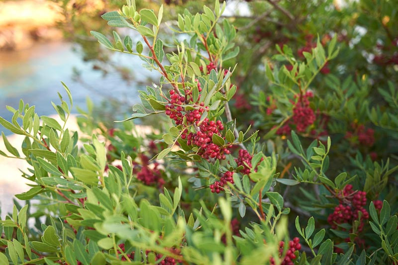 Pistacia lentiscus (Mastic Tree)