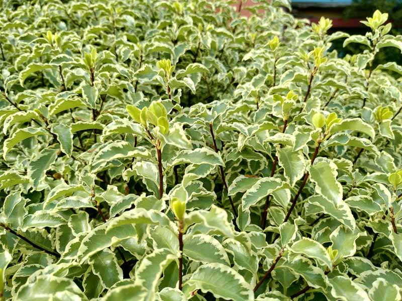 Pittosporum tenuifolium 'Silver Queen' (Kohuhu)