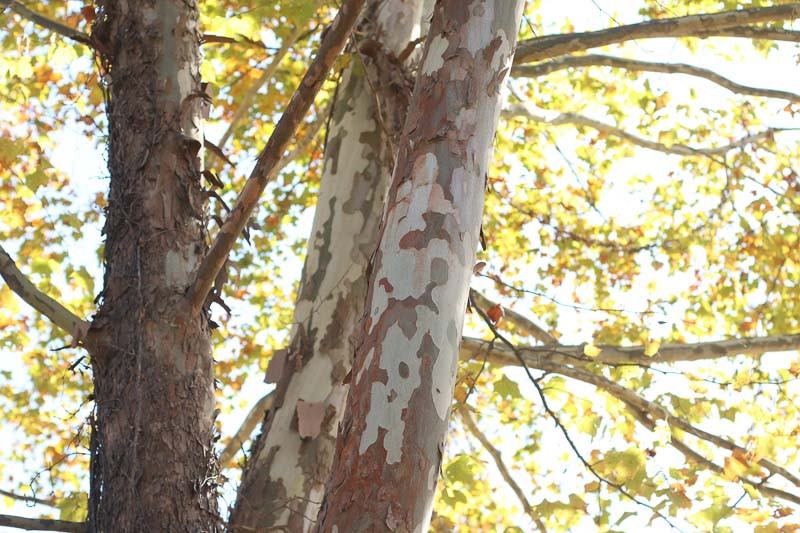 Platanus Occidentalis Bark Trees – Platanus Occidentalis