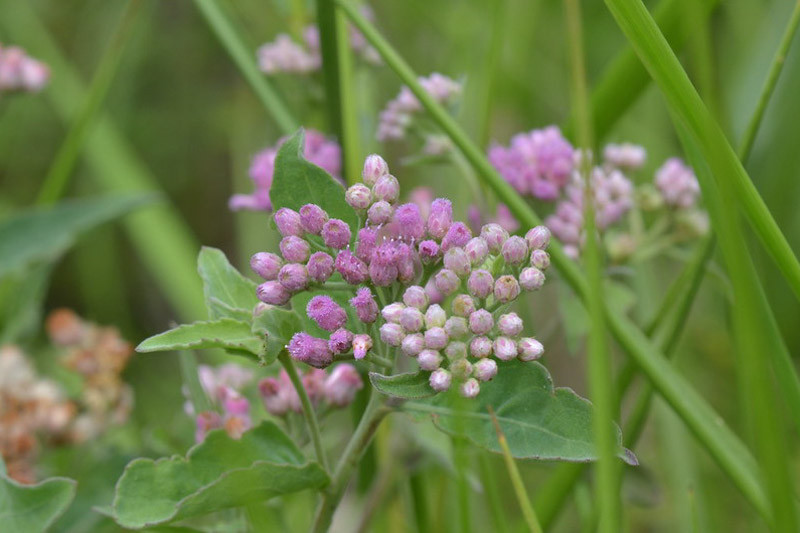 Stinkweed - Gardenia