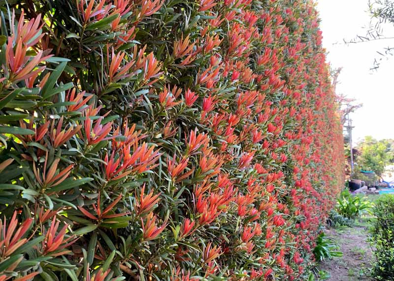 Podocarpus macrophyllus Mood Ring® (Chinese Podocarpus)