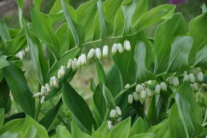 Polygonatum multiflorum (Common Solomon's Seal)