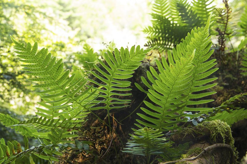 Polypodium virginianum (Rock Polypody)
