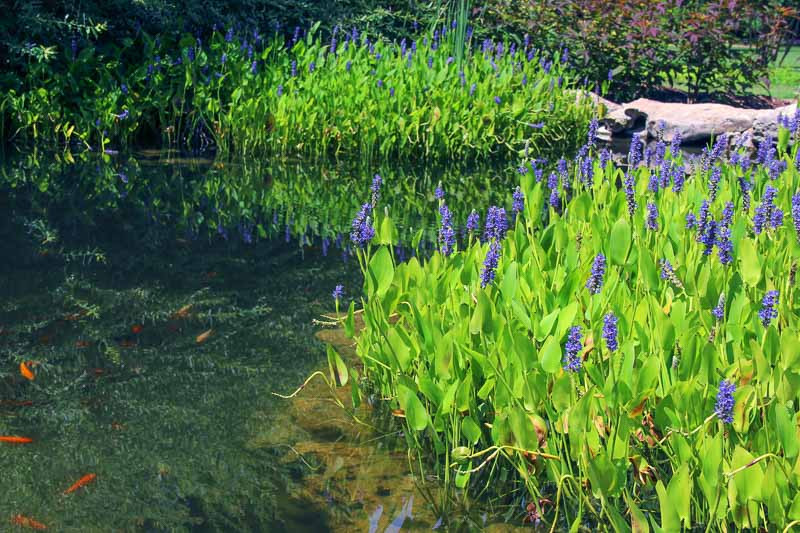 Pickerelweed