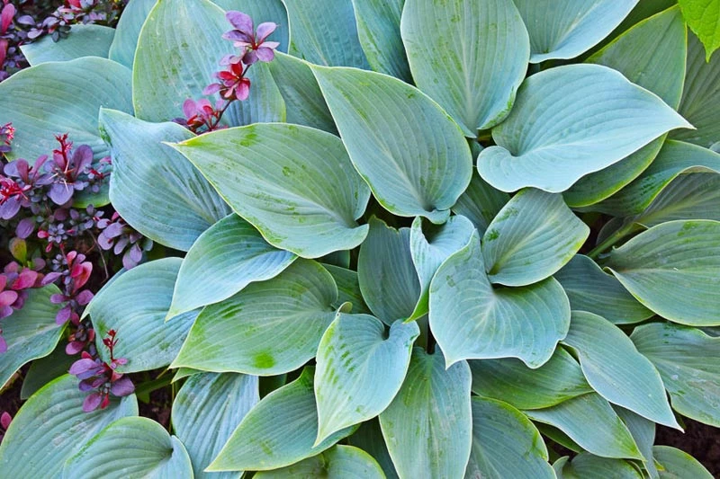 Blue Giant Hosta