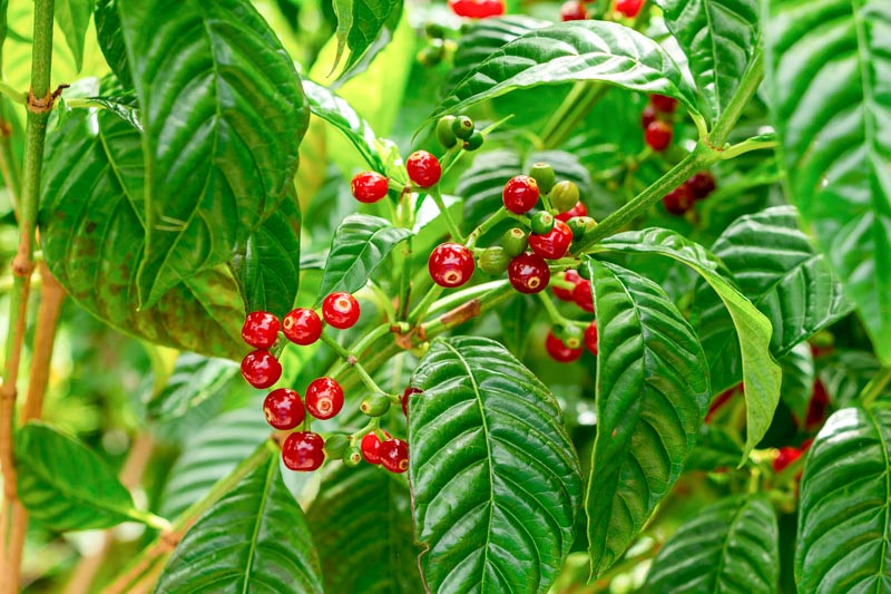 Psychotria nervosa (Wild Coffee)