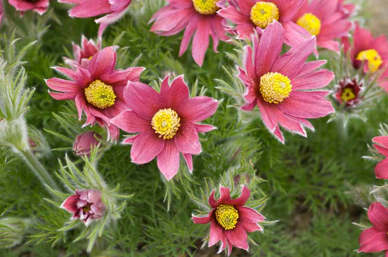 Pulsatilla rubra (Red Pasque Flower)