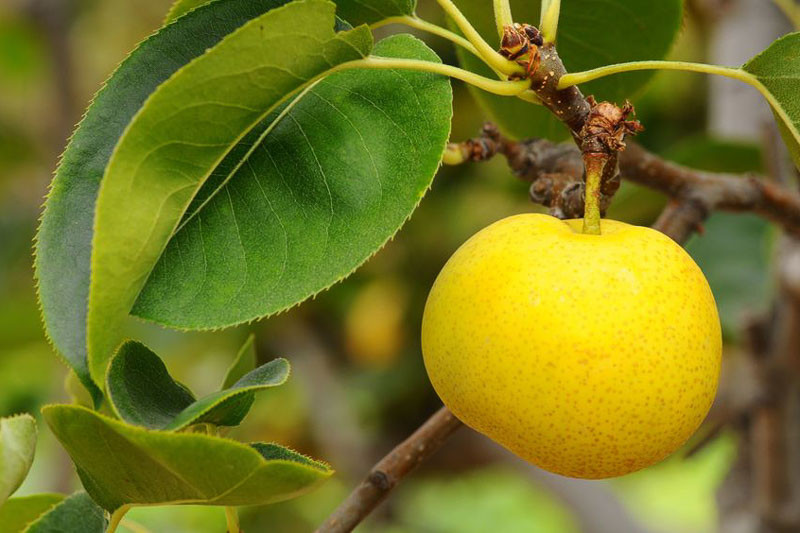 Pyrus pyrifolia 'Nijisseiki' (Asian Pear)