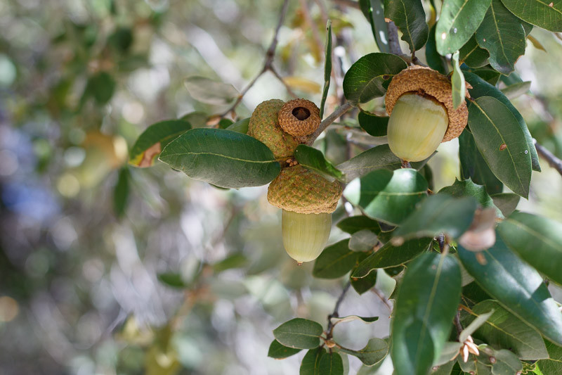 Quercus chrysolepis (Canyon Live Oak)