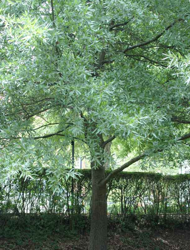 Quercus Laurifolia Tree