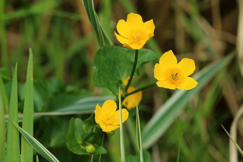 Ranunculus flammula (Lesser Spearwort)