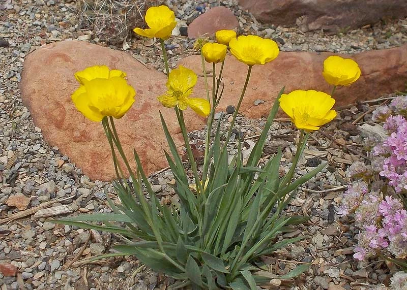 Ranunculus gramineus (Grass-Leaved Buttercup)