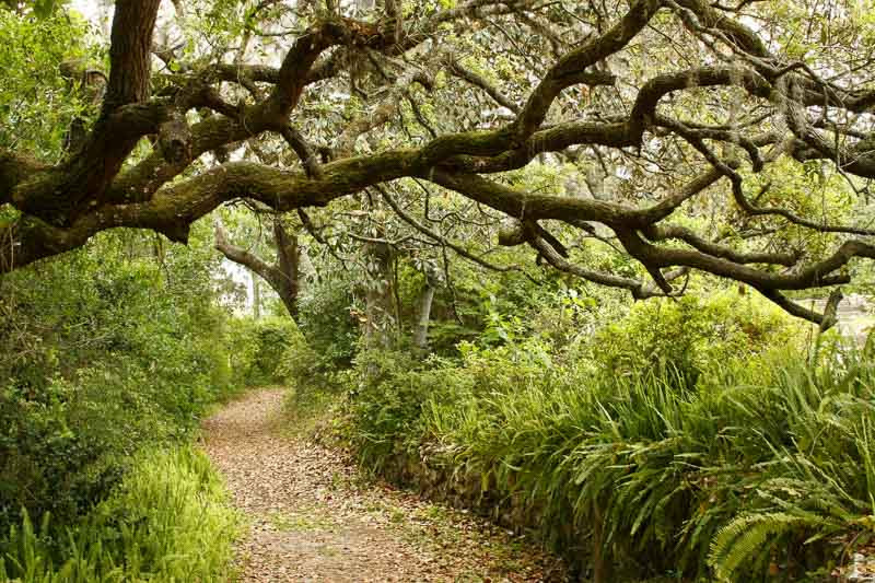 Recommended Native Ferns for Central Florida