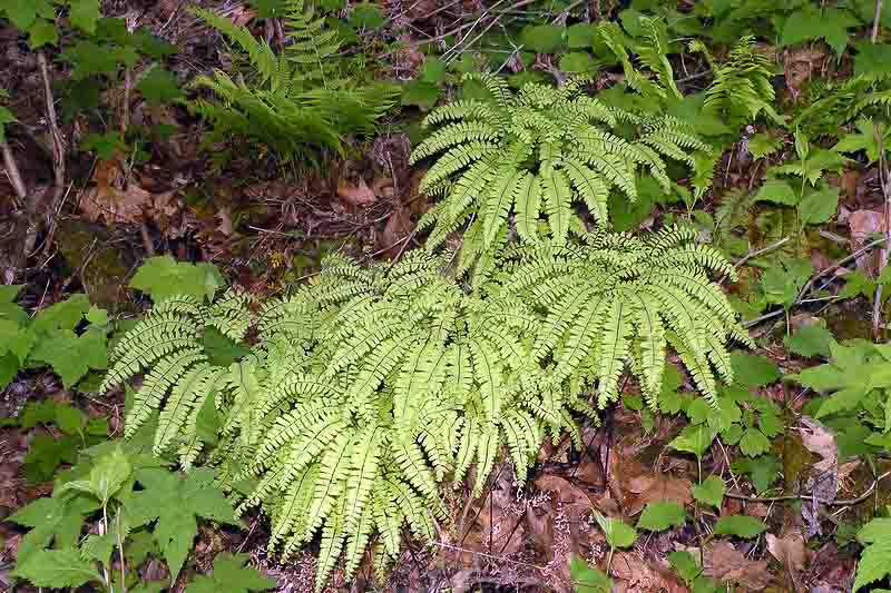 Recommended Native Ferns for Virginia's Central Rappahannock Region