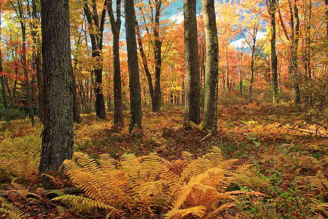 Recommended Native Ferns for Virginia's Southern Piedmont Region