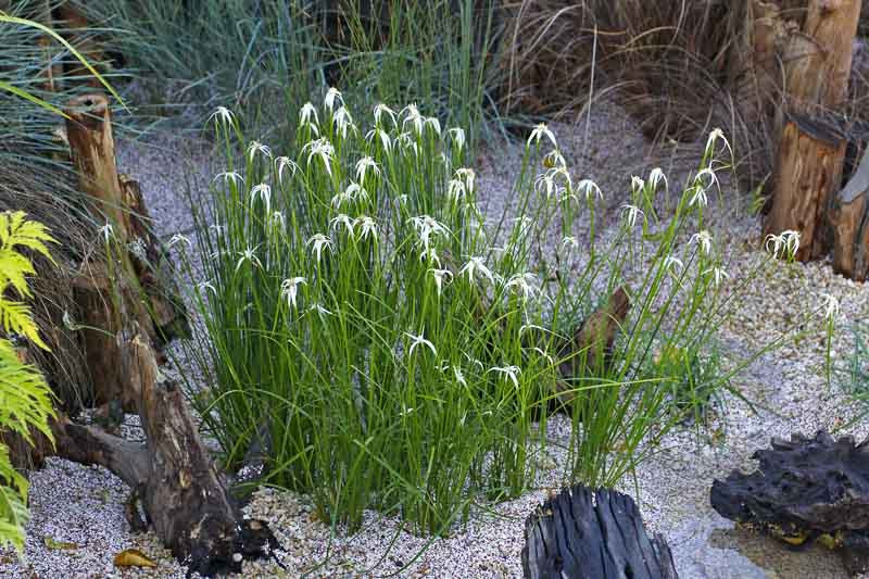 Florida Grasses For Landscaping
