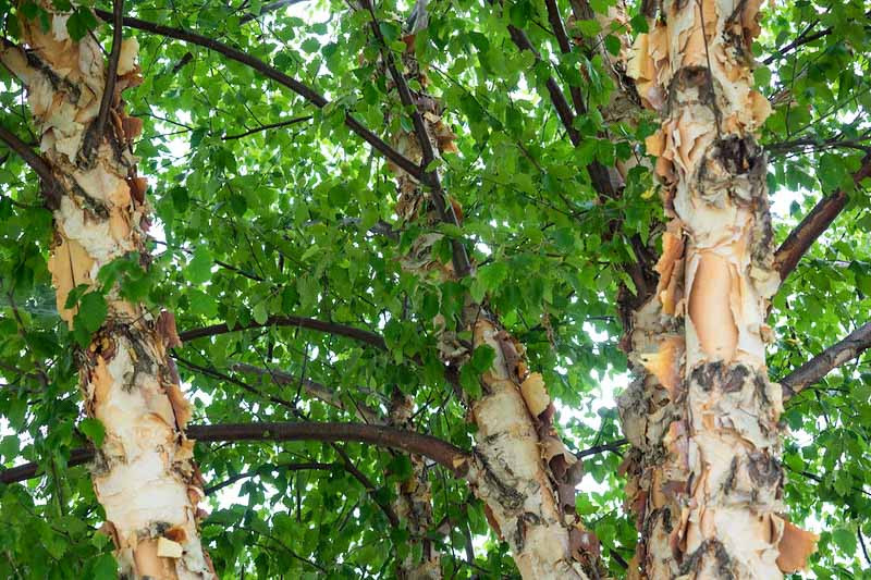 Recommended Native Deciduous Trees for Alabama