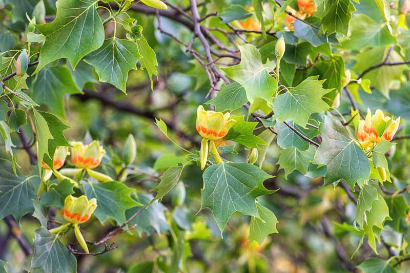 Recommended Native Deciduous Trees for Georgia