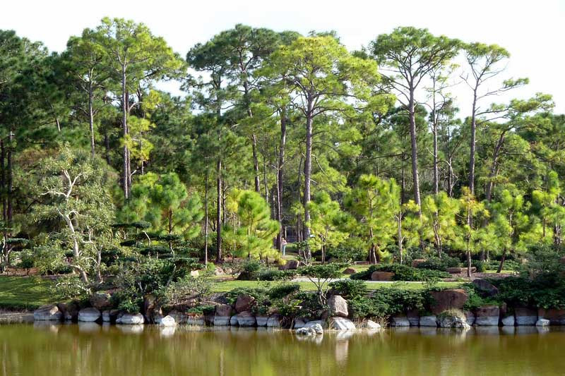 Recommended Native Evergreen Trees for Alabama