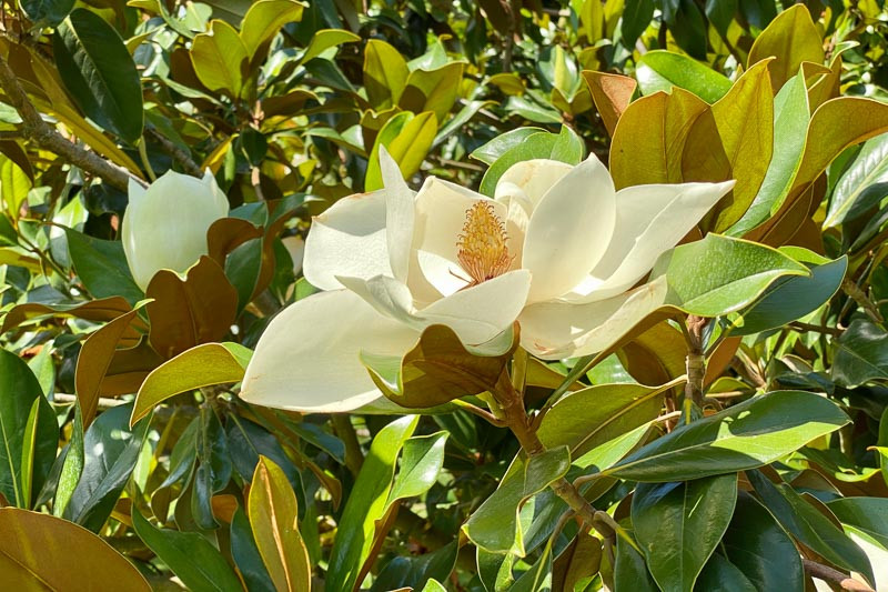 Recommended Native Evergreen Trees for Georgia