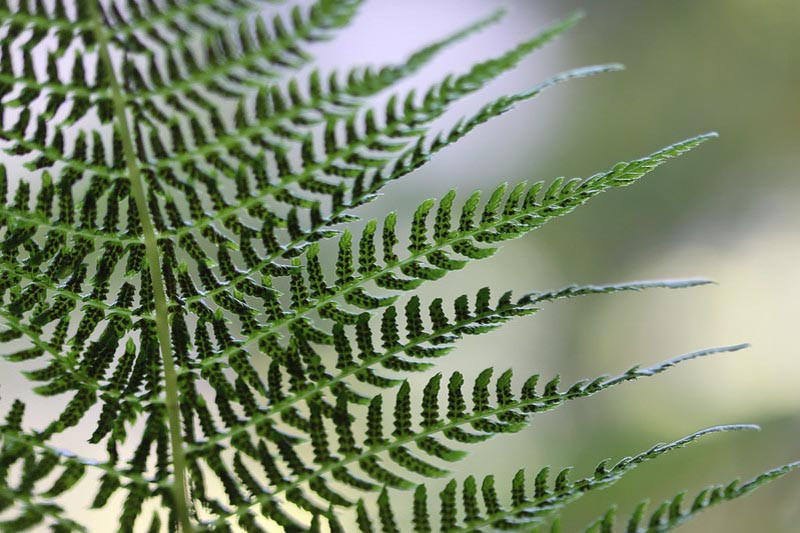 Recommended Native Ferns for Georgia
