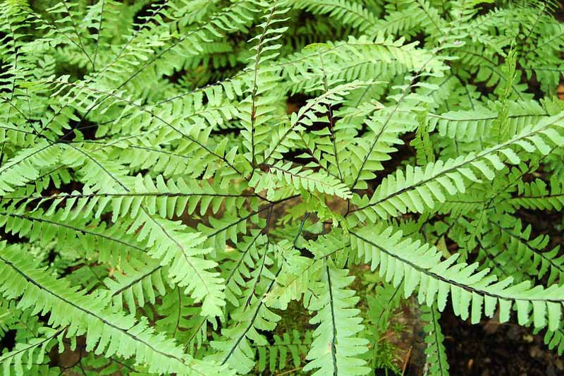 Native Ferns for Virginia’s Northern Neck - Lush Shade, Low Care