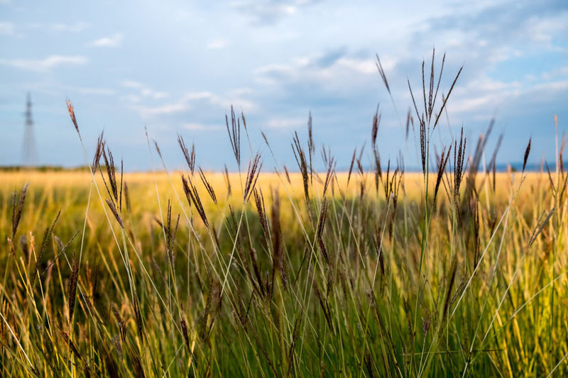 Native Grasses for Alabama
