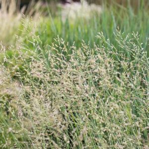 Virginia Planting Zones - Growing Zones Guide
