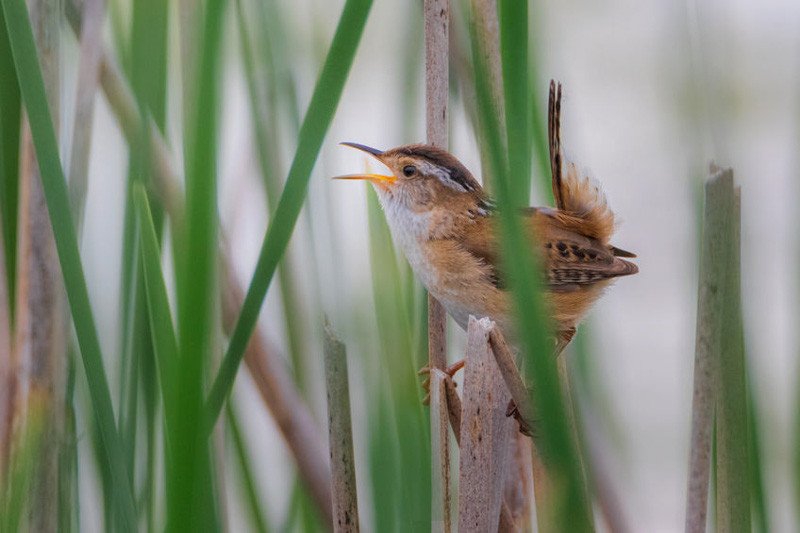 Best Native Grasses for Virginia’s Capital Region