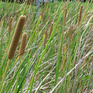 Virginia Planting Zones - Growing Zones Guide
