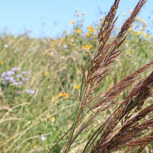 Virginia Planting Zones - Growing Zones Guide