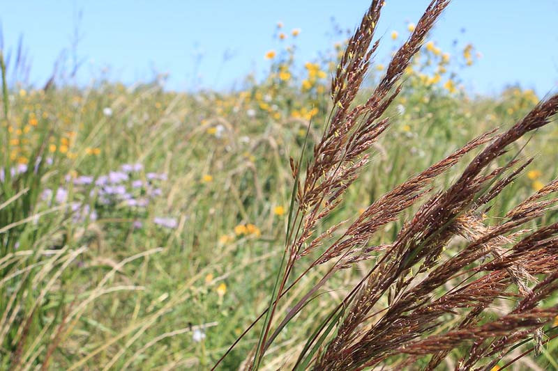Recommended Native Grasses for Virginia's Southern Piedmont Region