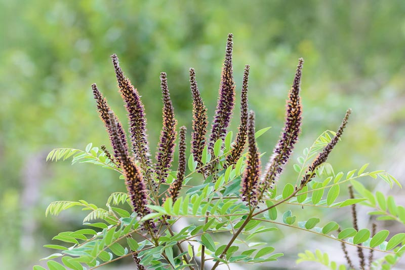 Recommended Native Shrubs for Northern Virginia