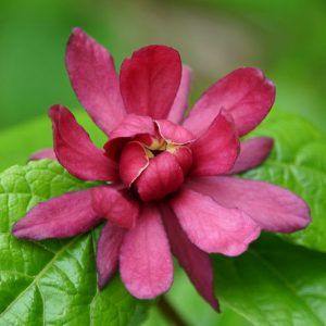 Virginia Planting Zones - Growing Zones Guide