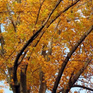Native Gardens: Design Rules, Plant Lists, Ideas & Care