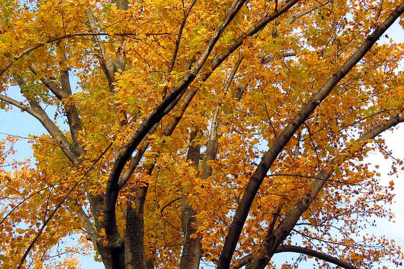 Recommended Native Trees for Northern Virginia