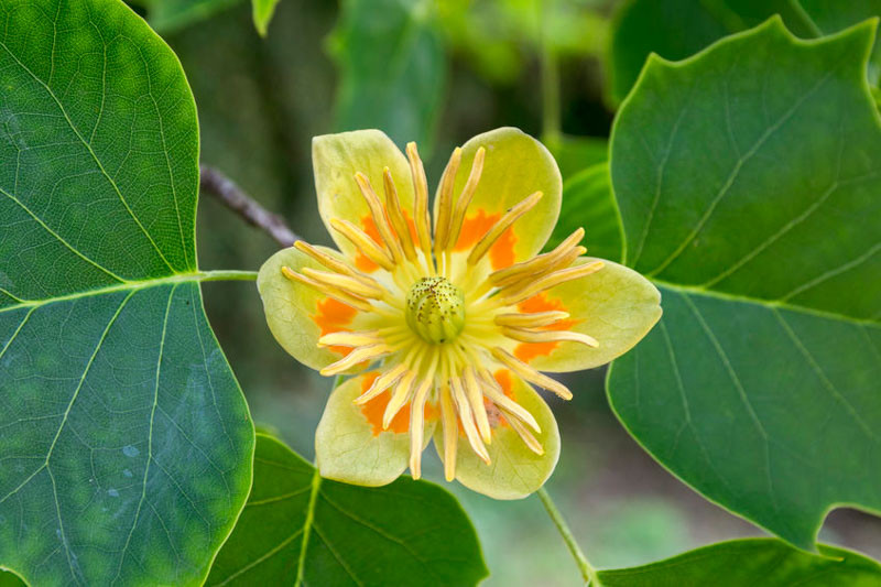 Recommended Native Trees for Southeast Virginia