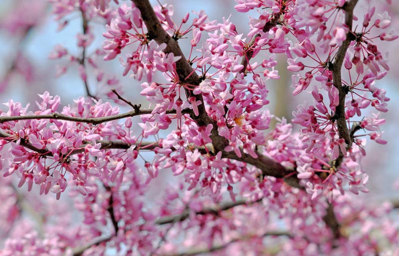 Pink Flowering Trees In Virginia 10 Flowering Trees And Shrubs For