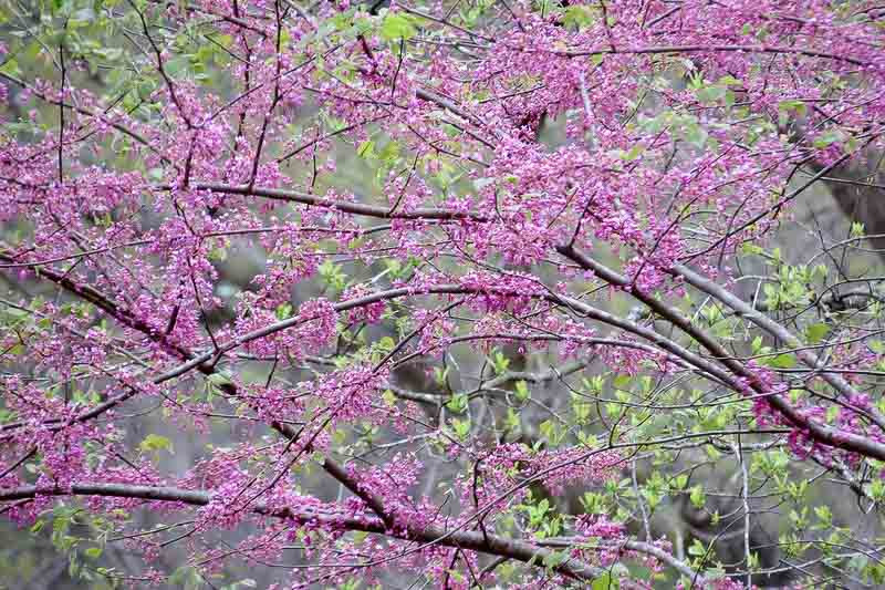 Common Native Trees Of Virginia